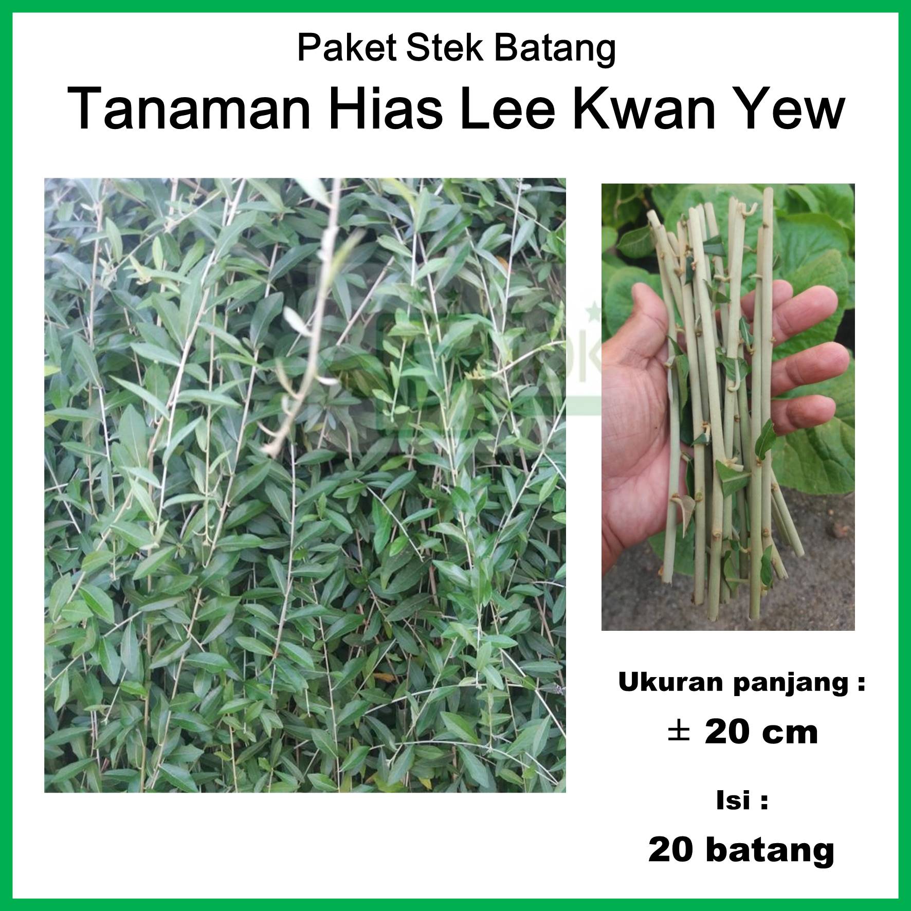 Paket Bibit Stek Batang Tanaman Hias Lee Kwan Yew – Lee Kwan Yu ...