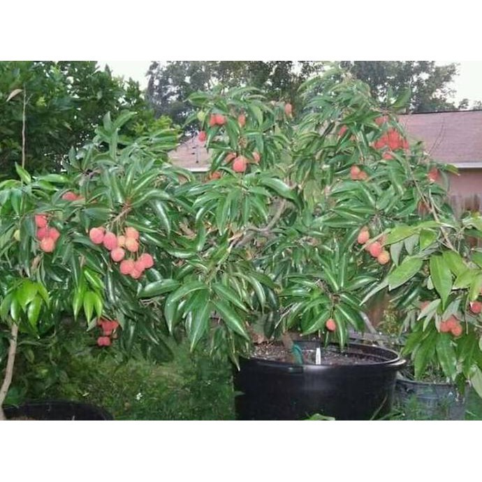 Pohon Leci