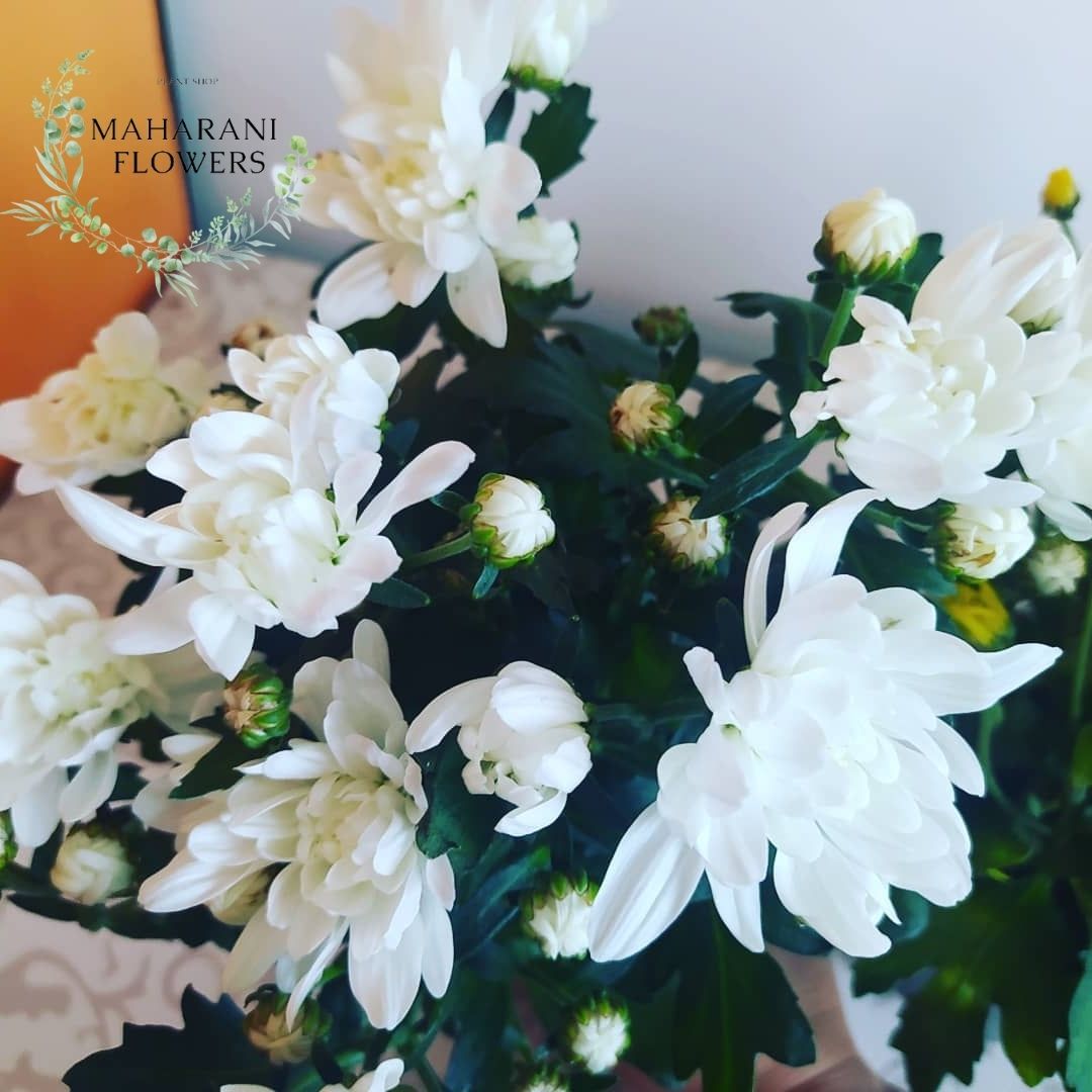 TANAMAN HIAS BUNGA HIDUP KRISAN ASTER GRADE A BUNGA BESAR SUPER ...