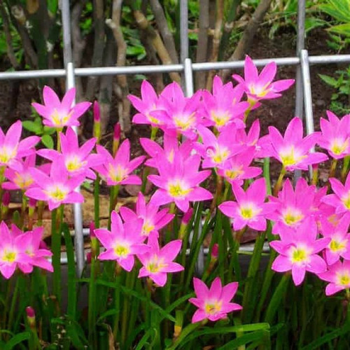 Bibit Bunga Lili Tanaman Hias Bunga Lili Bunga Langka Tercantik ...