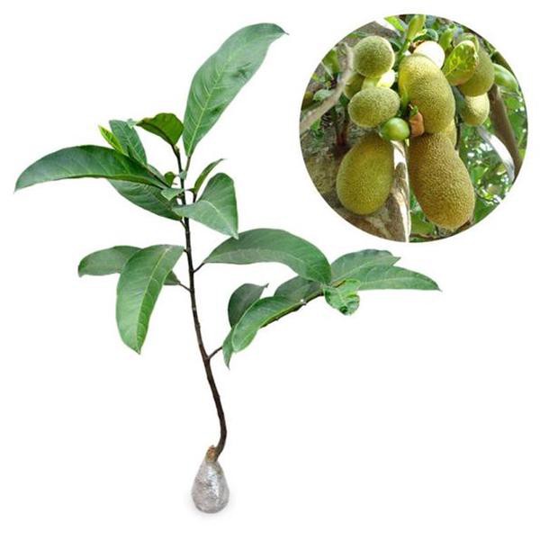 Tanaman Buah Cempedak King | Lazada Indonesia