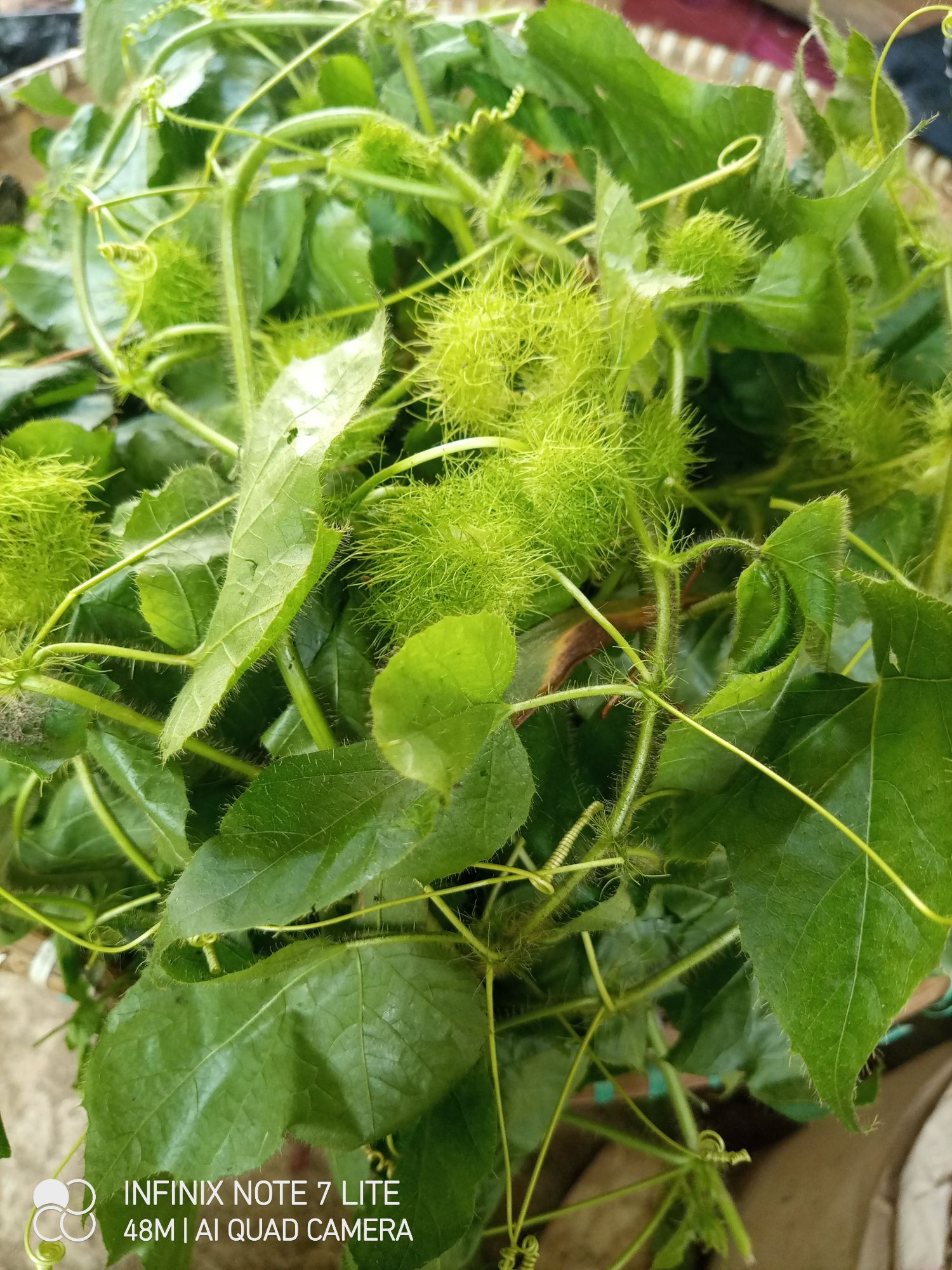 daun rambusa cermot segar pres 500g | Lazada Indonesia