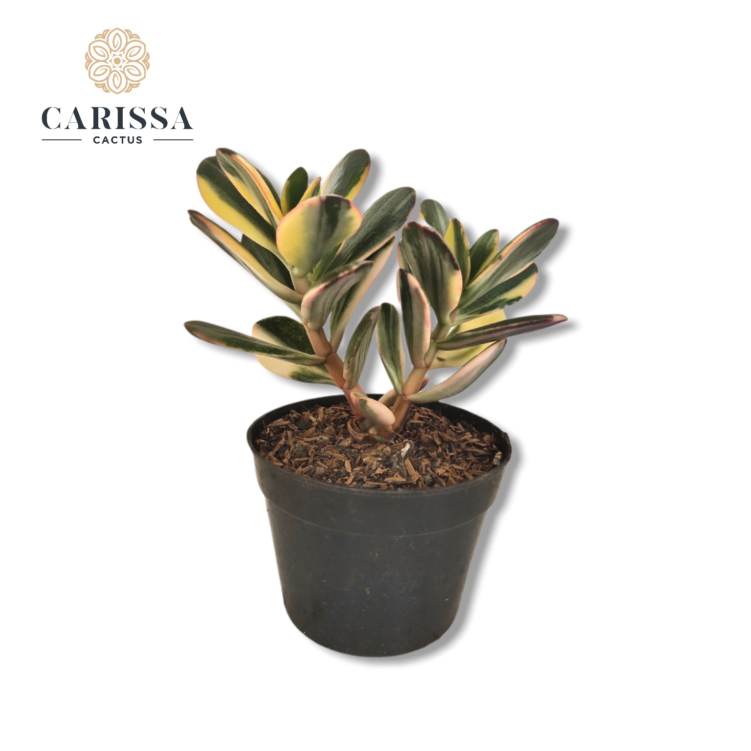 carissa cactus Bunga hias Hidup Crassula Ovata Varigata(Jade Plant ...
