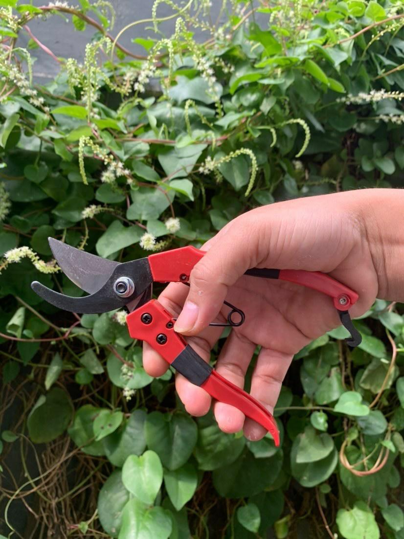 Gunting Dahan Ranting Pruning Batang Daun Tanaman Bunga Gunting Bonsai ...