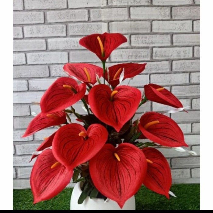 TANAMAN HIAS ANTHURIUM Mickey mouse bunga red | Lazada Indonesia