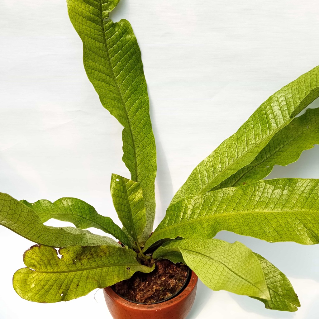 Microsorum Musifolium - Kadaka - Tanaman Hias Kadaka - Paku pakuan ...