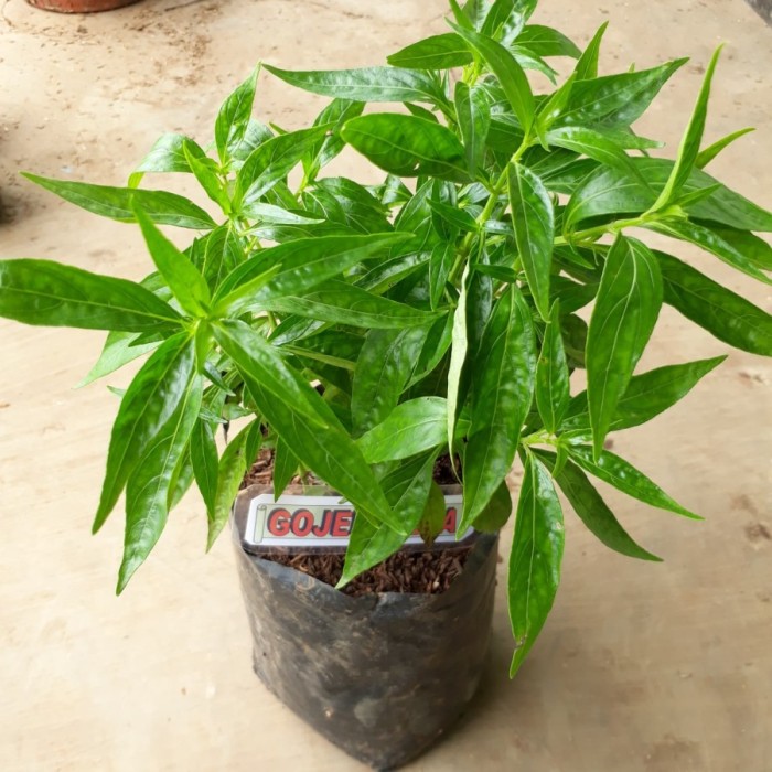 Bibit Sambiloto Tanaman Herbal Sambiloto Pohon Sambiloto Pahitan ...