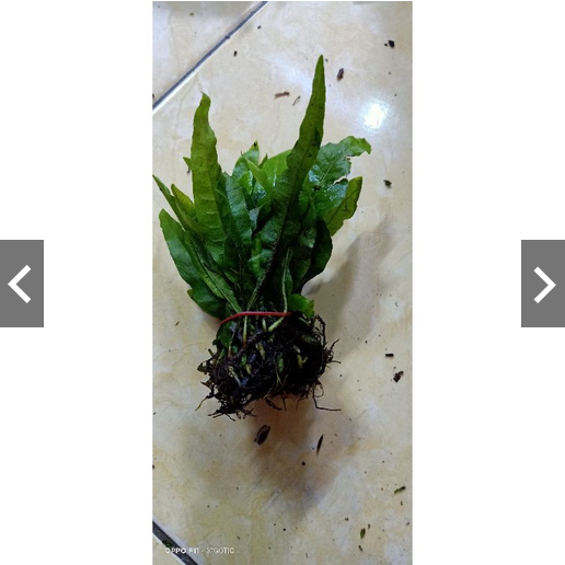KADAKA JAVA FERN AQUASCAPE KADAKA MINI | Lazada Indonesia