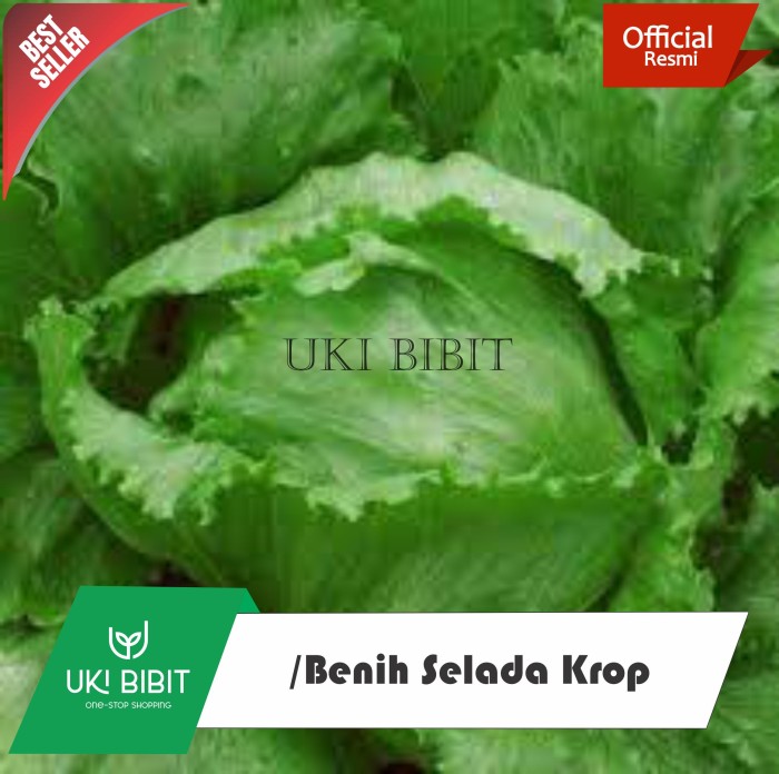 ( 150 Butir ) Benih Selada Krop Selada Head Lettuce | Lazada Indonesia