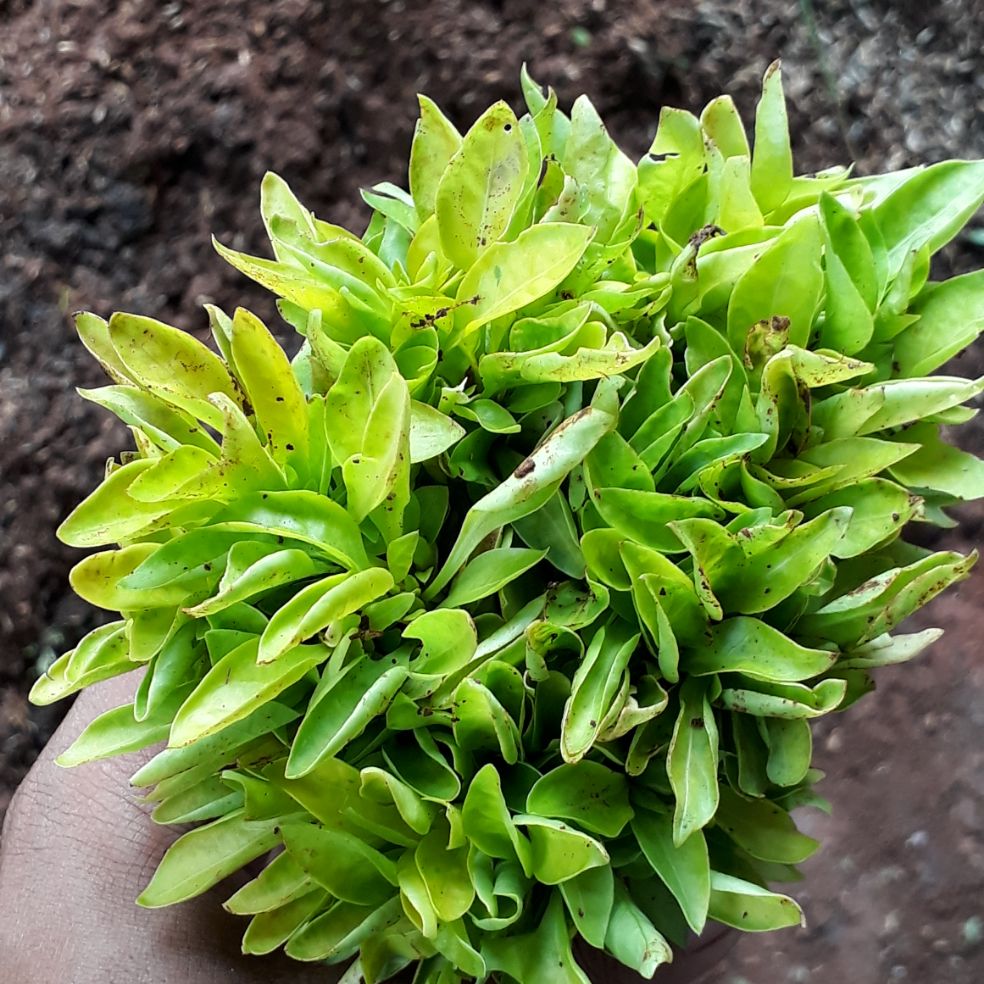 Tanamam Hias Krokot Kuning / Althenanthera Ficoides Yellow | Lazada ...