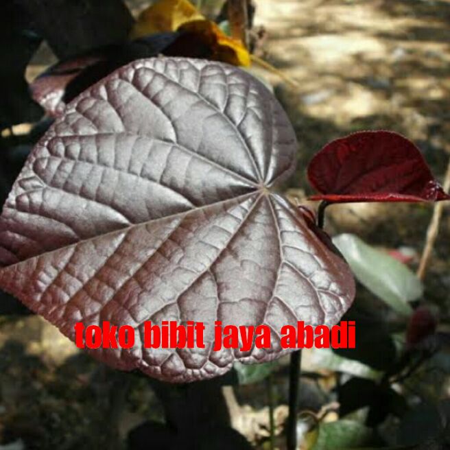 bibit tanaman hias pohon waru merah italia . bisa jugak di jadikan ...