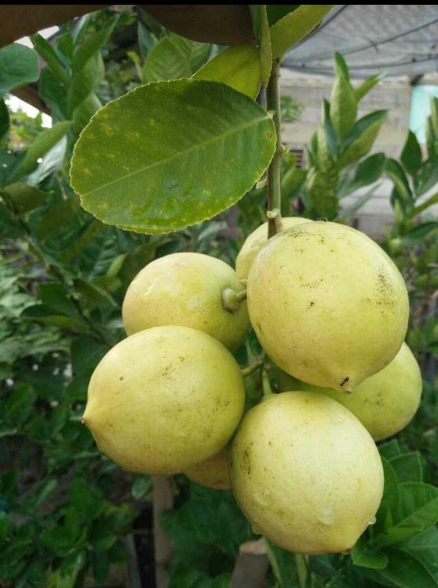 bibit jeruk Sitrun | Lazada Indonesia