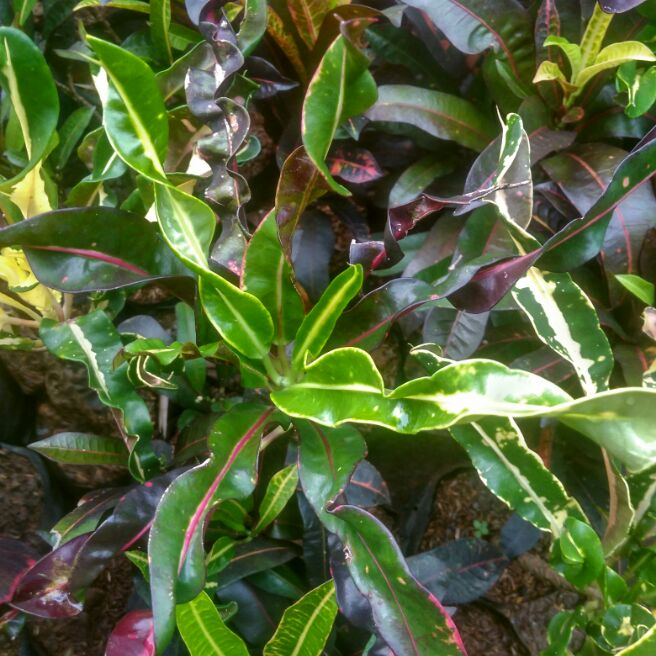 Tanaman hias puring bor | Lazada Indonesia