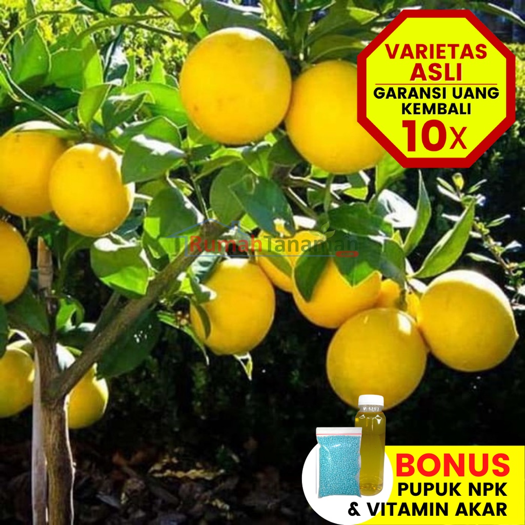 VIRALL Bibit Tanaman Buah Jeruk Lemon California Unggul Varietas dijamin Asli dan Bergaransi ...