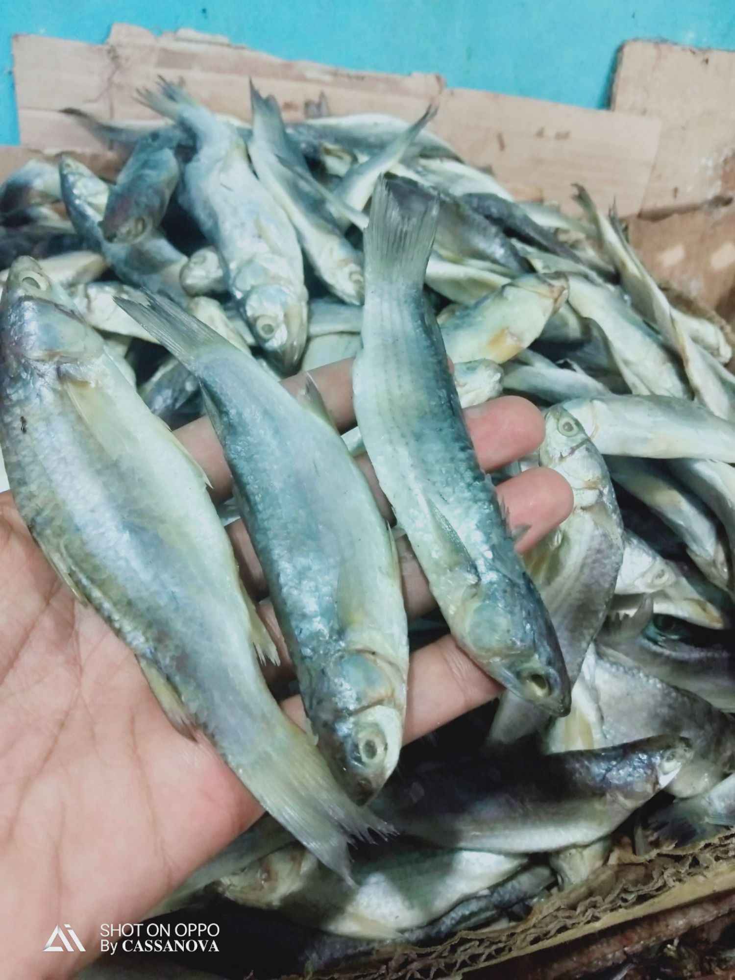 Ikan Padek / Ikan Enak / Ikan Lezat - 250 gram | Lazada Indonesia