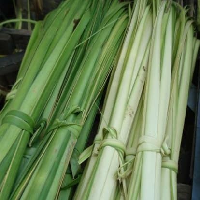 JANUR KUNING DAUN KELAPA/DAUN JANUR MUDA/ DAUN KELAPA HIJAU | Lazada ...