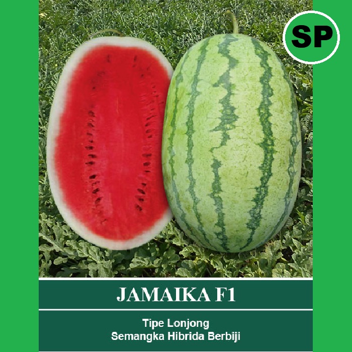Jamaica rectangular watermelon seeds F1 filled with 50 seeds | Lazada PH