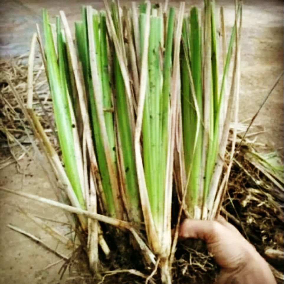 Vetiver / Pohon Wangi 50 Batang | Lazada Indonesia