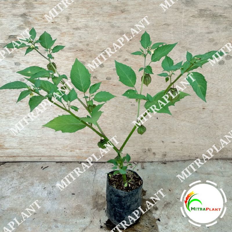 Bibit Pohon Cecenet/Ceplukan - Tanaman Buah Cecendet/Ciplukan ...