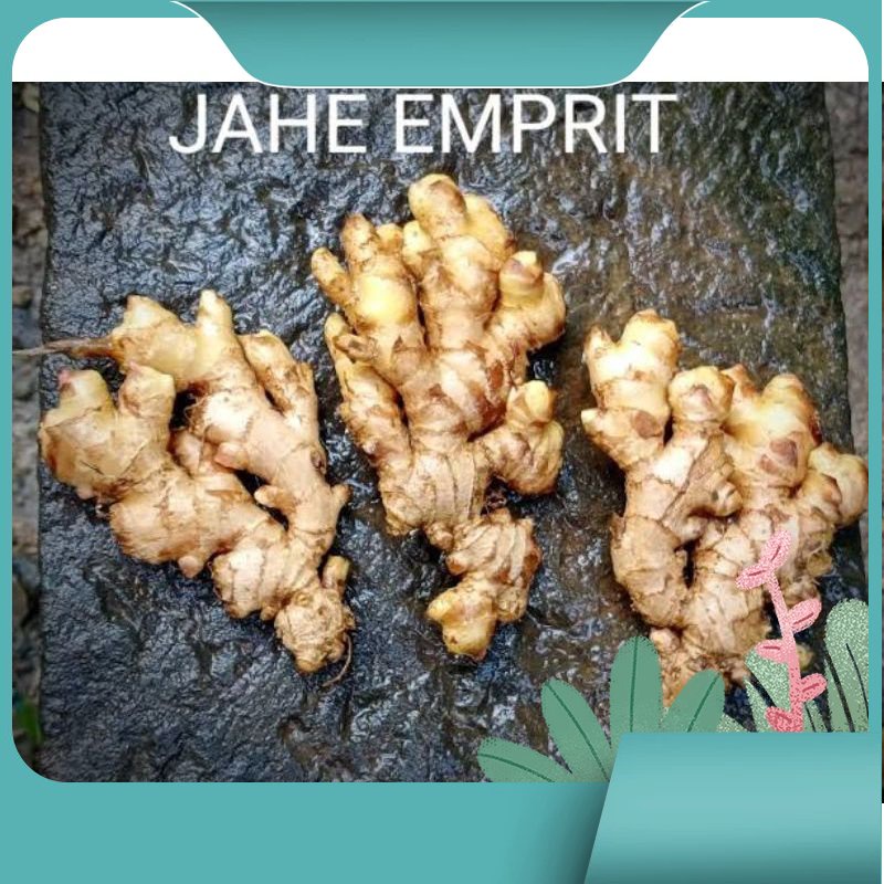JAHE EMPRIT FRESH 1 KG | Lazada Indonesia