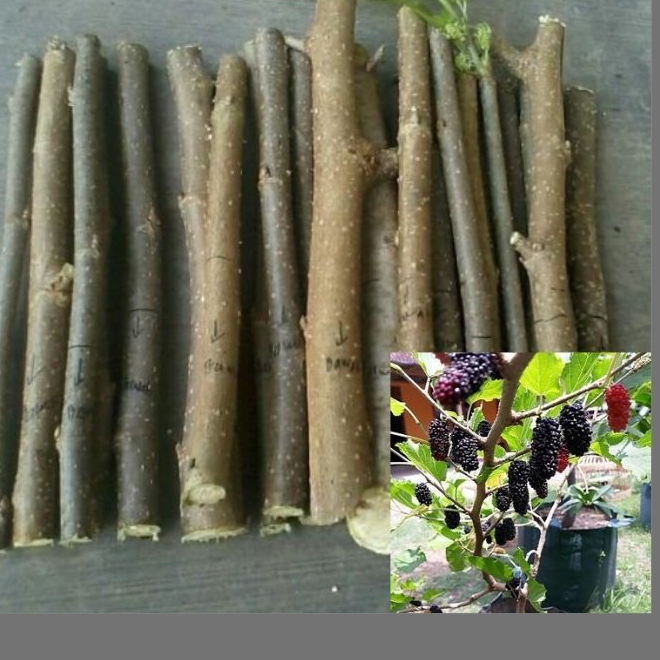 STEK Murbei / Batang Buah Tanaman Murbei Murbai | Lazada Indonesia