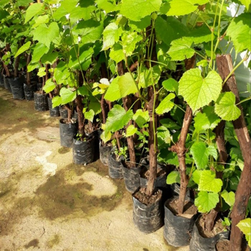 paket hemat 2 bibit anggur super genjah siap tanam batang besar bisa ...