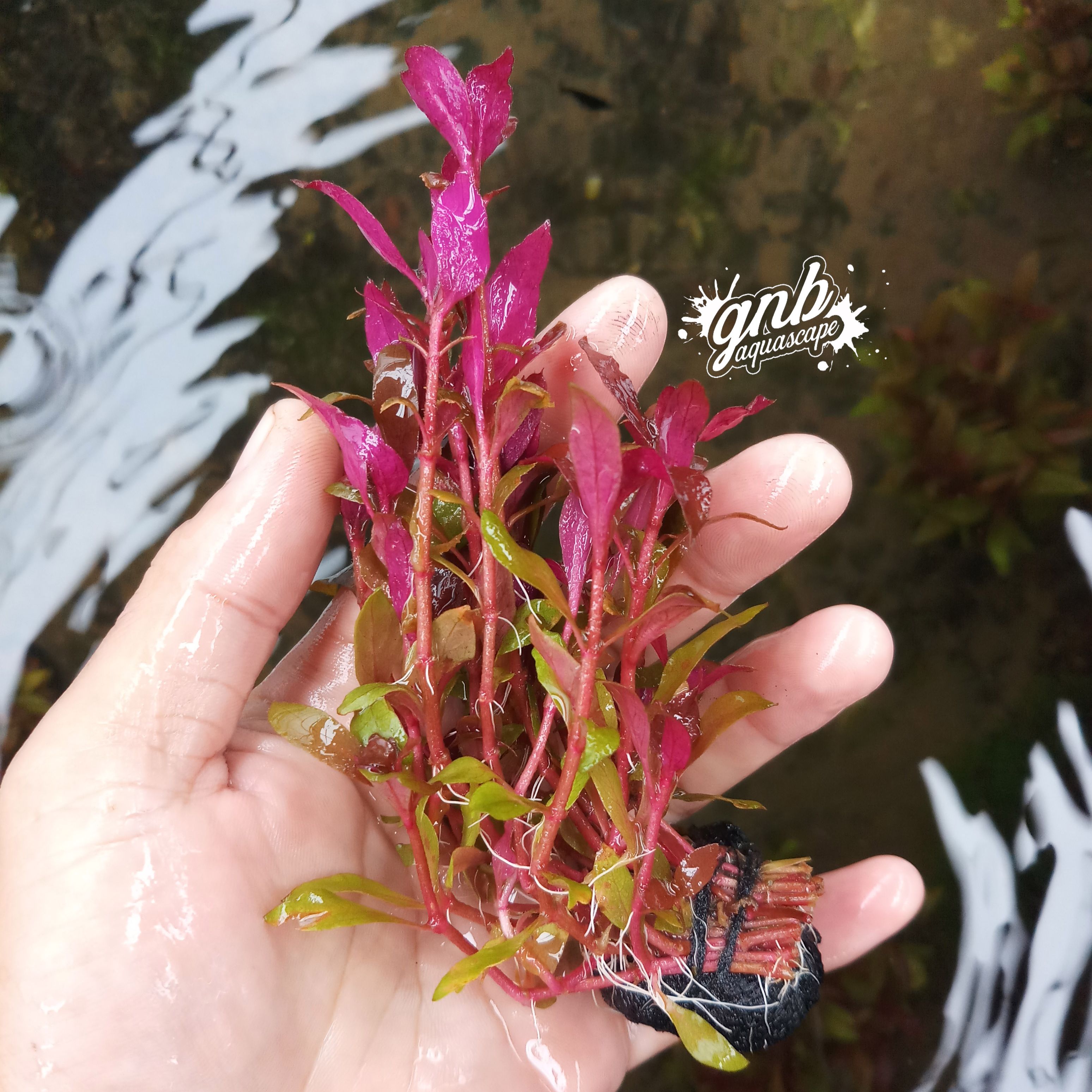 ALTERNANTHERA REINECKII TANAMAN AQUASCAPE MEDIA WABIKUSA | Lazada Indonesia