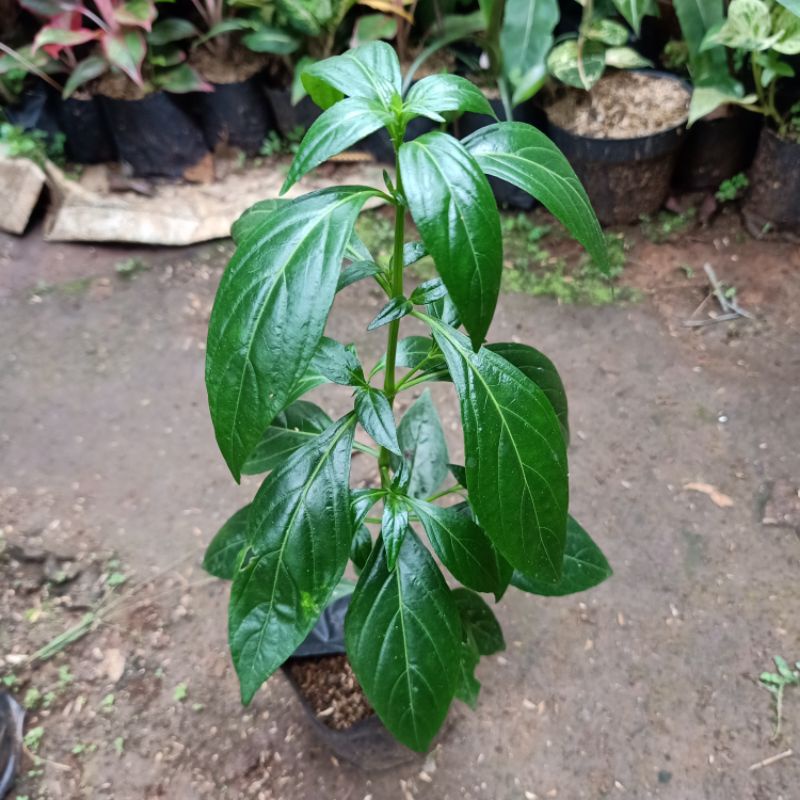 Pohon Sambiloto | Lazada Indonesia