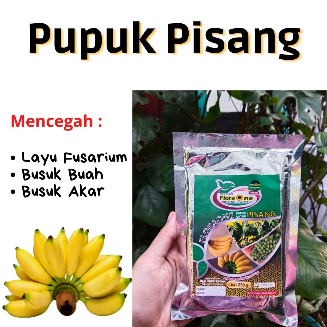 Pupuk Booster Hayati, FLORAONE PISANG, Pupuk Pisang Terbaik, Fungisida Untuk Layu Fusarium ...