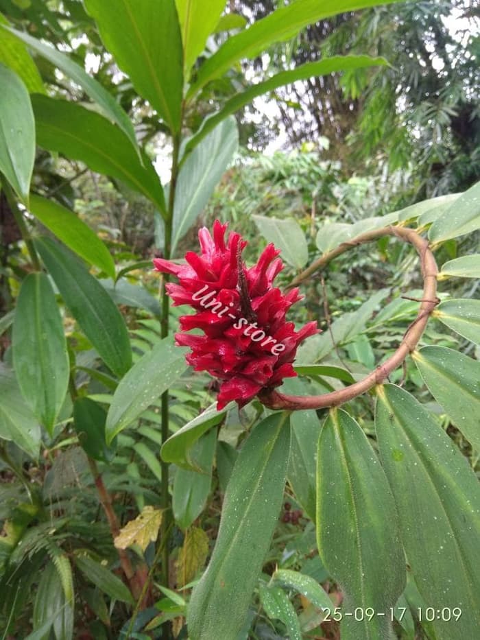 Daun/Bunga Pacing Pecing hutan obat herbal | Lazada Indonesia