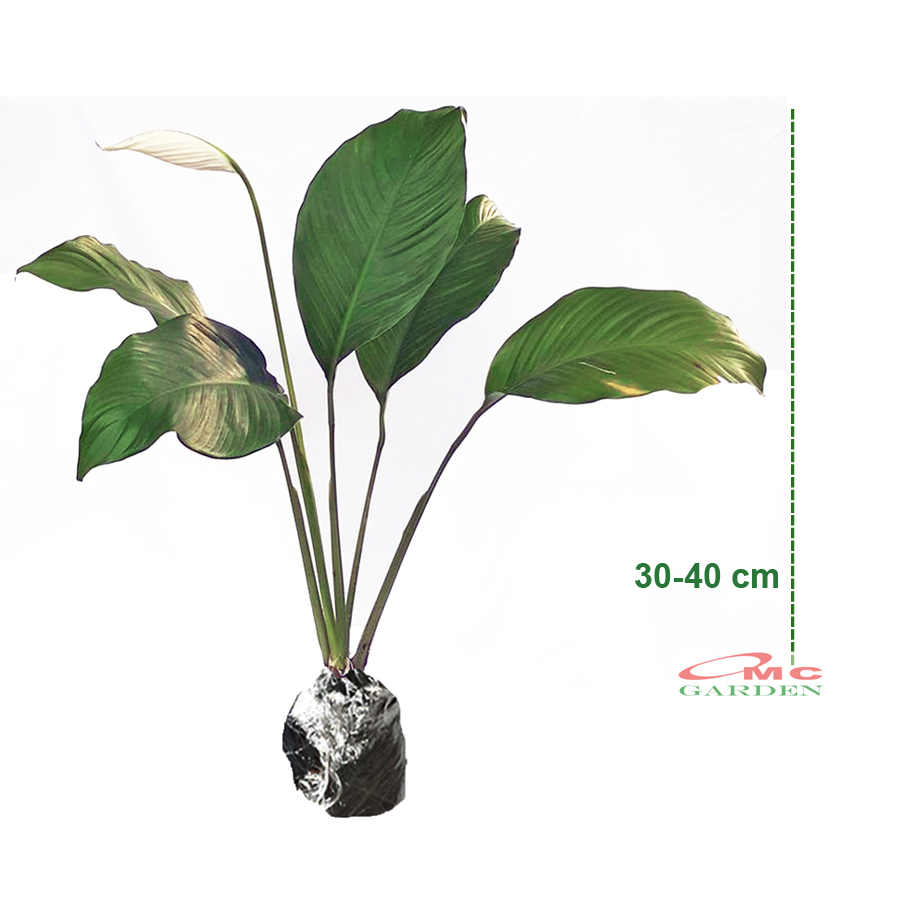 Tanaman Hias Pohon Sepatu Filum Peace Lily Spatyfhilum Floribundum ...