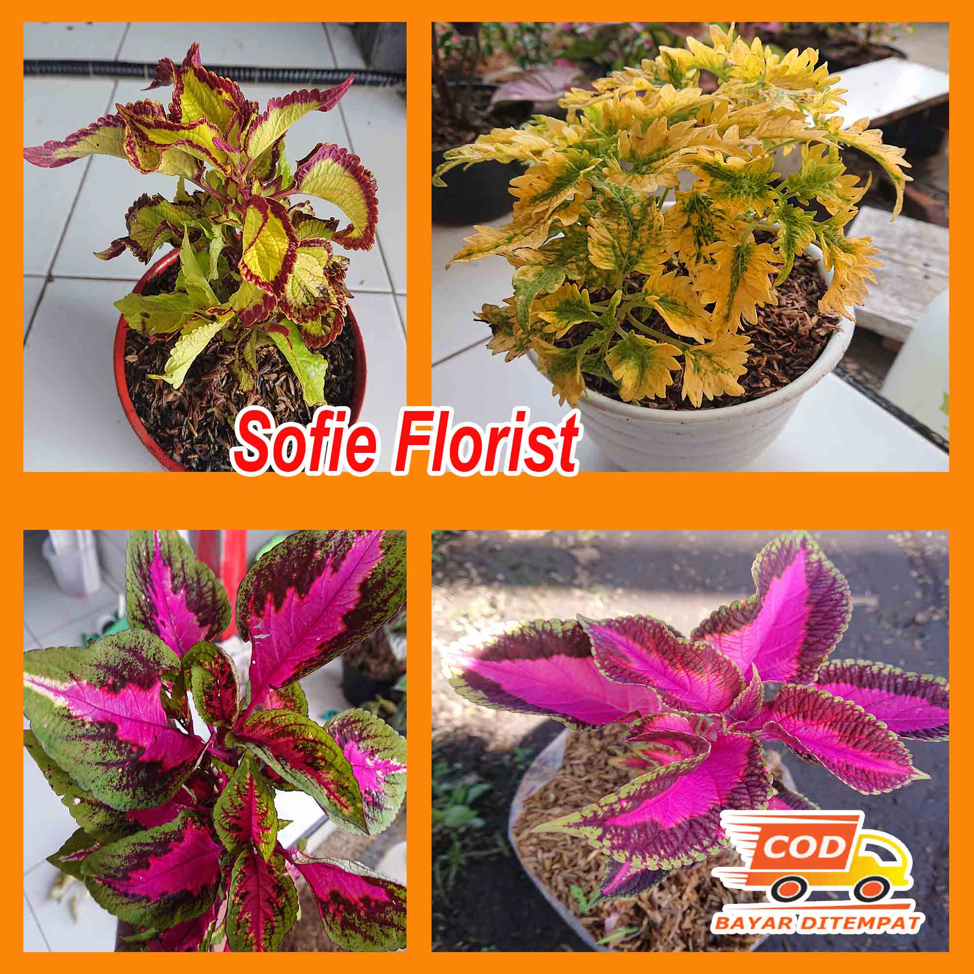 Sofie Florist 23 | Paket Tanaman Hias Miana 4 Pcs Rimbun Akar Subur ...