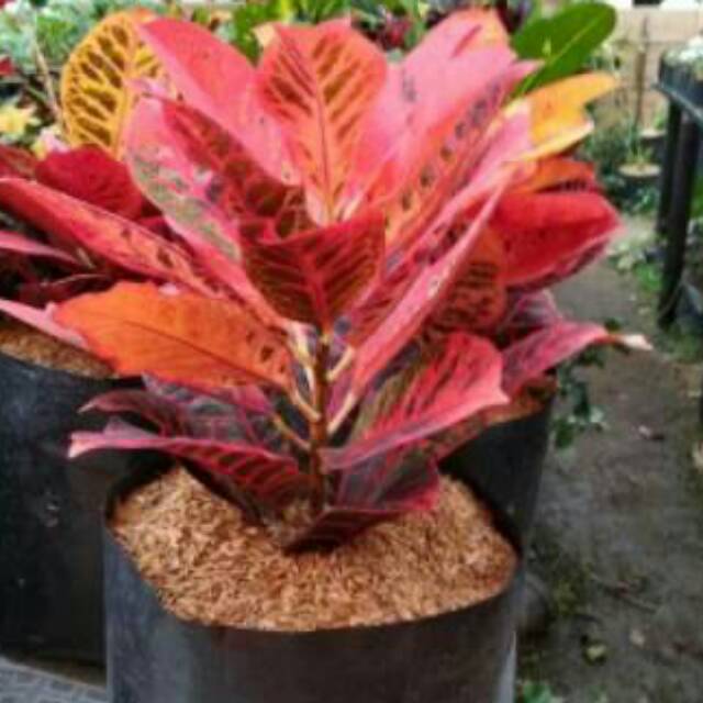 bunga hidup/bibit hidup Tanaman puring sembodro | Lazada Indonesia