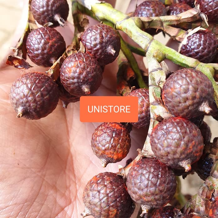 [PROMO] Buah Jernang Merah Dragon blood | Lazada Indonesia