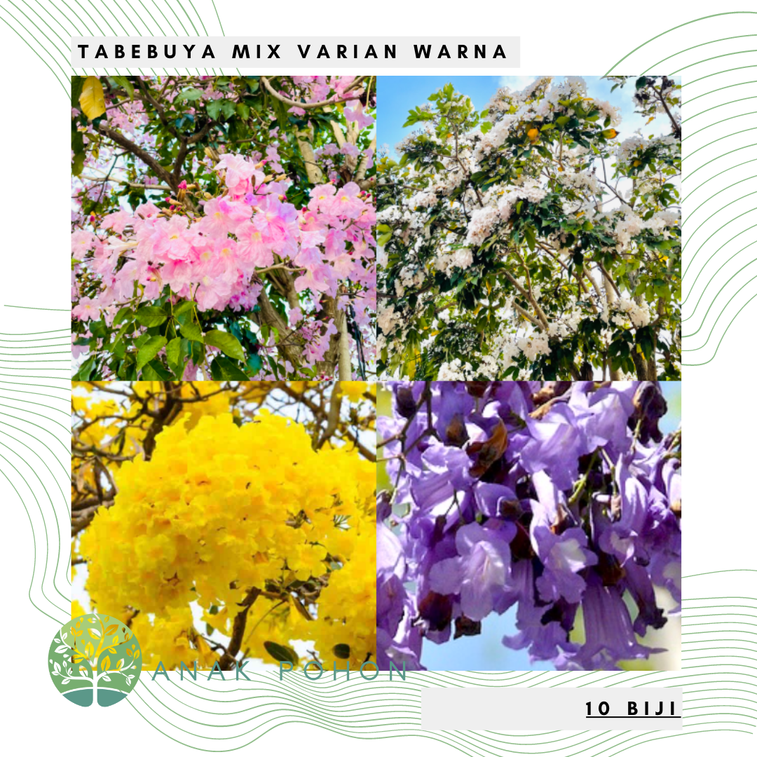 (10 Biji) Benih Bibit Biji - Bunga Tabebuya Tabebuia Mix Varian Warna (Random) - Sakura Viral ...