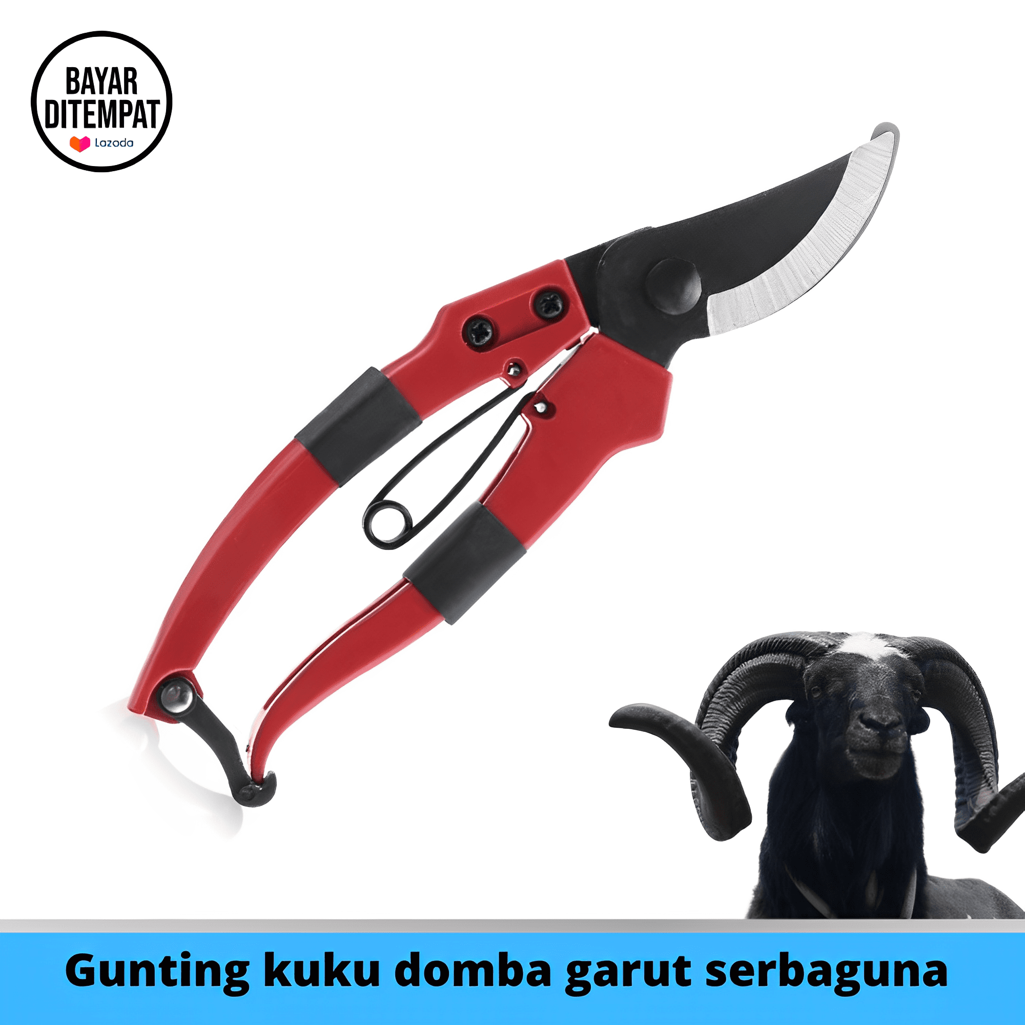Domba Garut Super