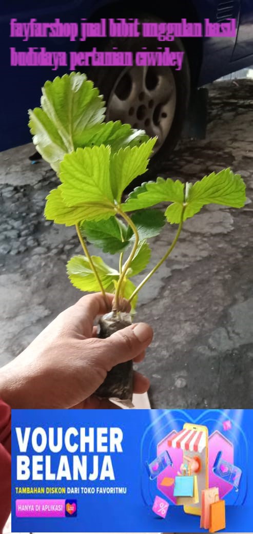 bibit strawberry ciwidey bandung/bibit strawberry asli hasil budidaya ...