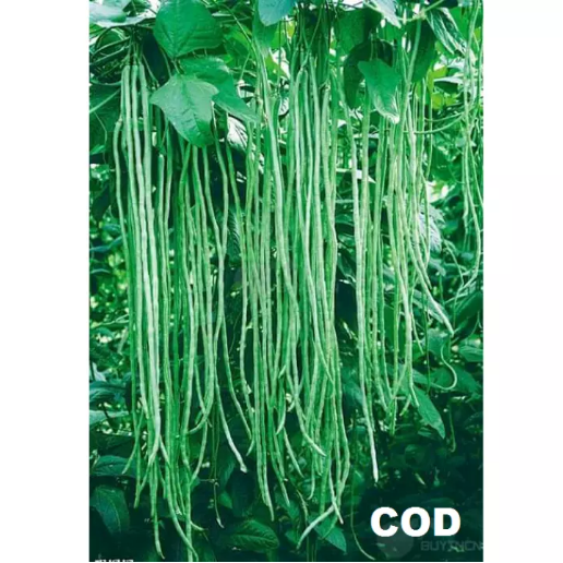 Bayar Di Tempat - 50 Biji / Benih / bibi KACANG PANJANG HIJAU - BIBIT ...