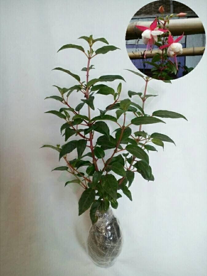Tanaman Hias Bunga fuchsia ( Anting India) Merah Putih | Lazada Indonesia