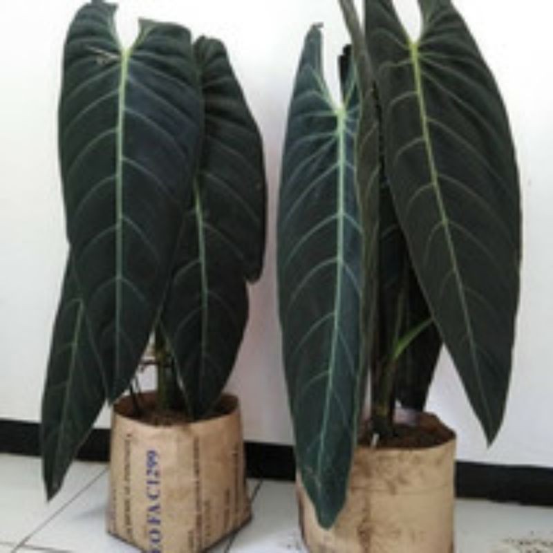 Tanaman hias philodendron melano (melanochrysum/ philo water blat ...