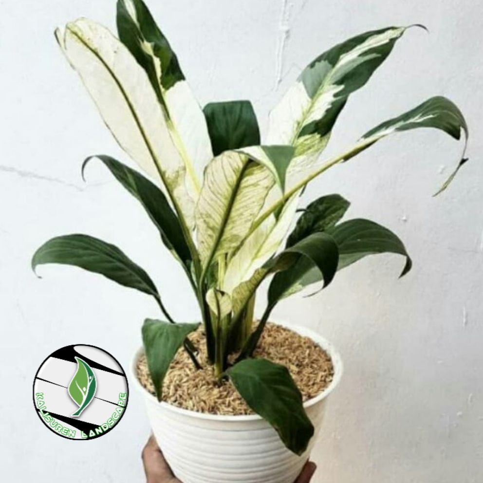 tanaman hias hidup sepatu filum varigata/bunga pohon varigata | Lazada ...