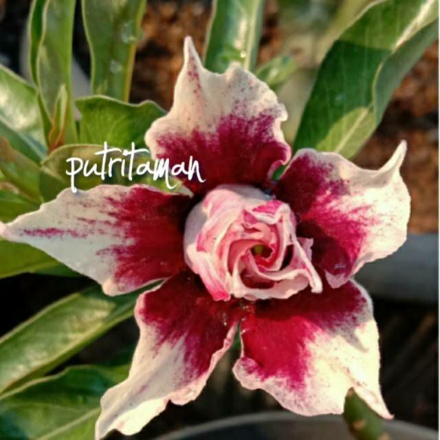 Tanaman Hias Bunga Kamboja Adenium Blue Lilly / Bibit Bunga Kamboja ...