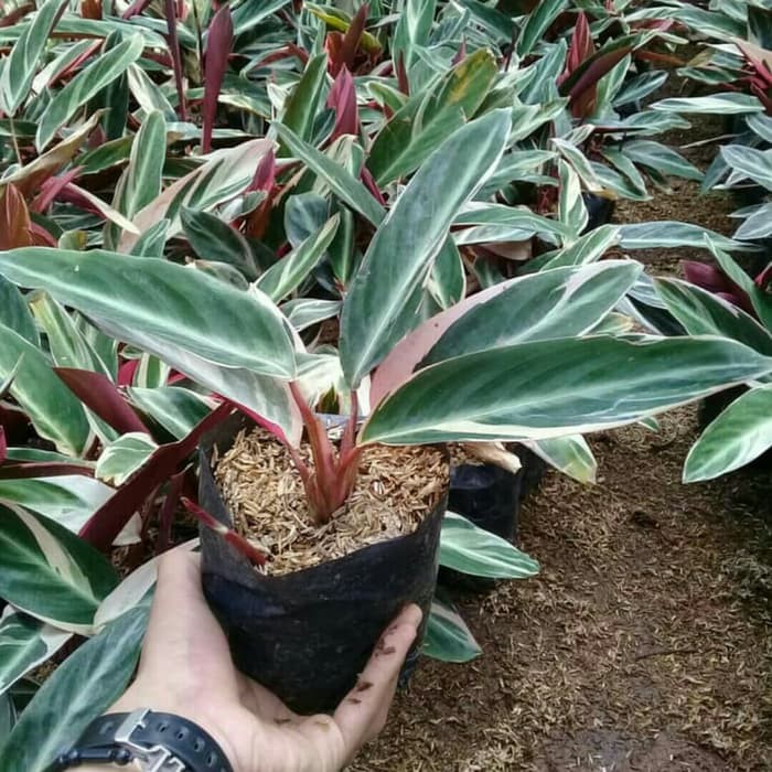 Tanaman Hias Indoor Meranti Bali - Meranti Three Colour | Lazada Indonesia