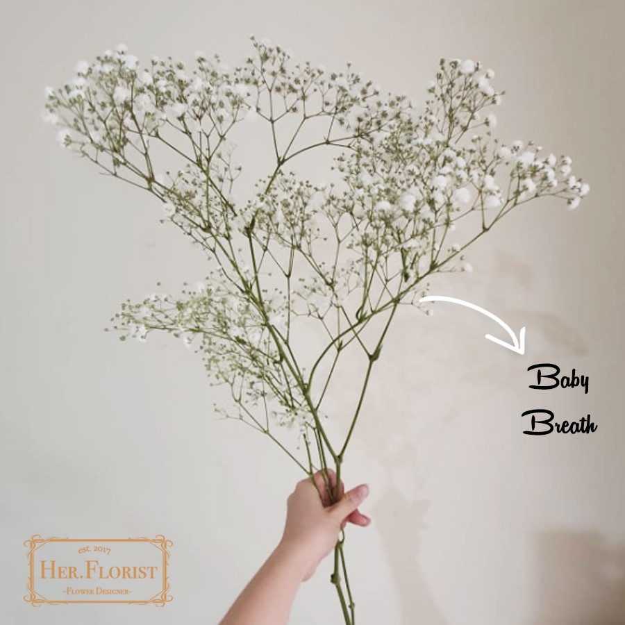 Bunga Baby Breath 1 tangkai/ Gysophila / Baby breath warna | Lazada ...