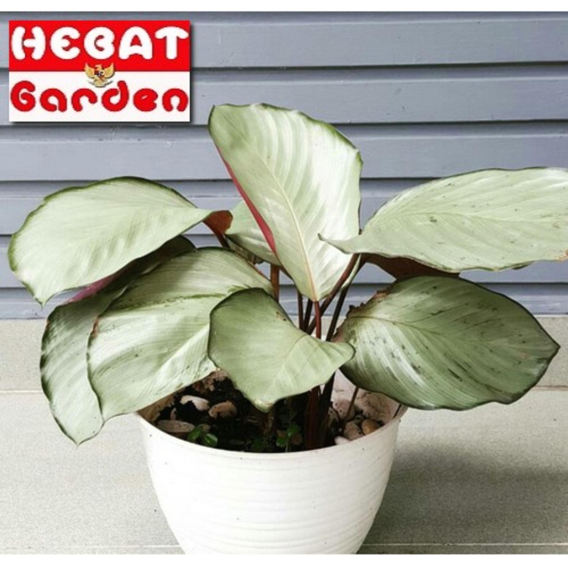 Tanaman maranta silver plate- Calathea silver plate | Lazada Indonesia