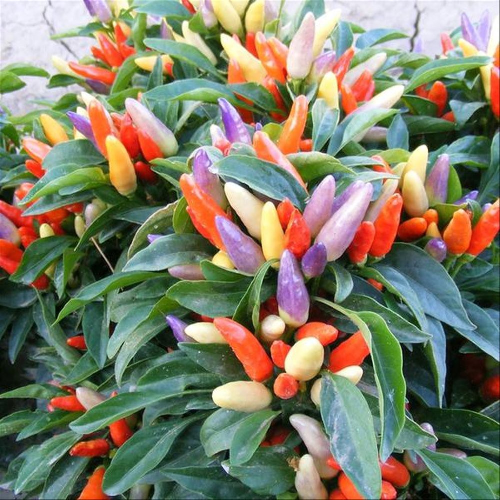Tanaman Cabai Hidup/ Cabe Pelangi Rainbow Chili/ Bibit Cabe Tanaman ...