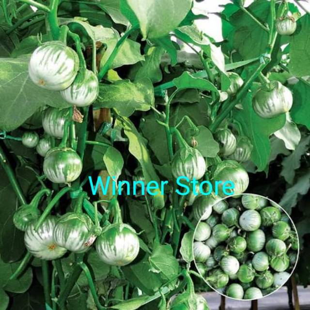 20 sayur terong terung hijau bulat lalap green round eggplant vegetable ...