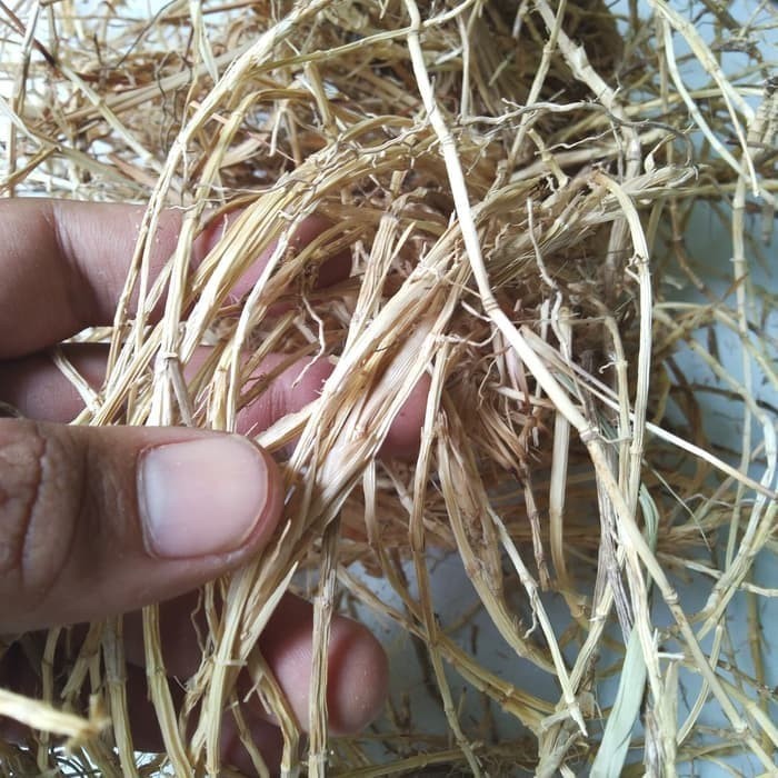 Akar rumput alang alang - Obat sejuta manfaat | Lazada Indonesia