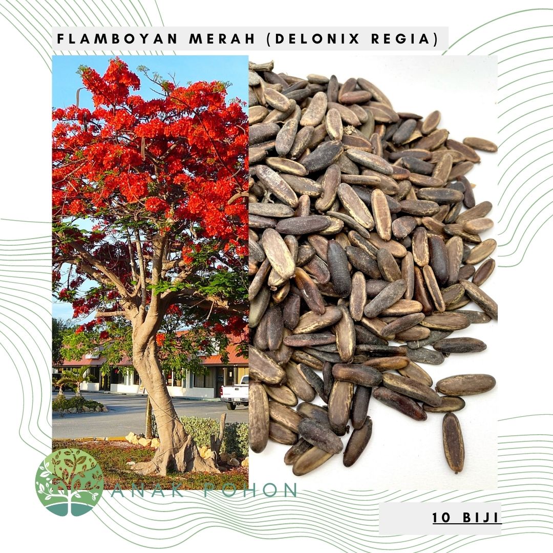 (10 Biji) Benih Bibit Biji - Pohon Bunga Flamboyan Merah Delonix regia Flamboyant Flower Tree ...