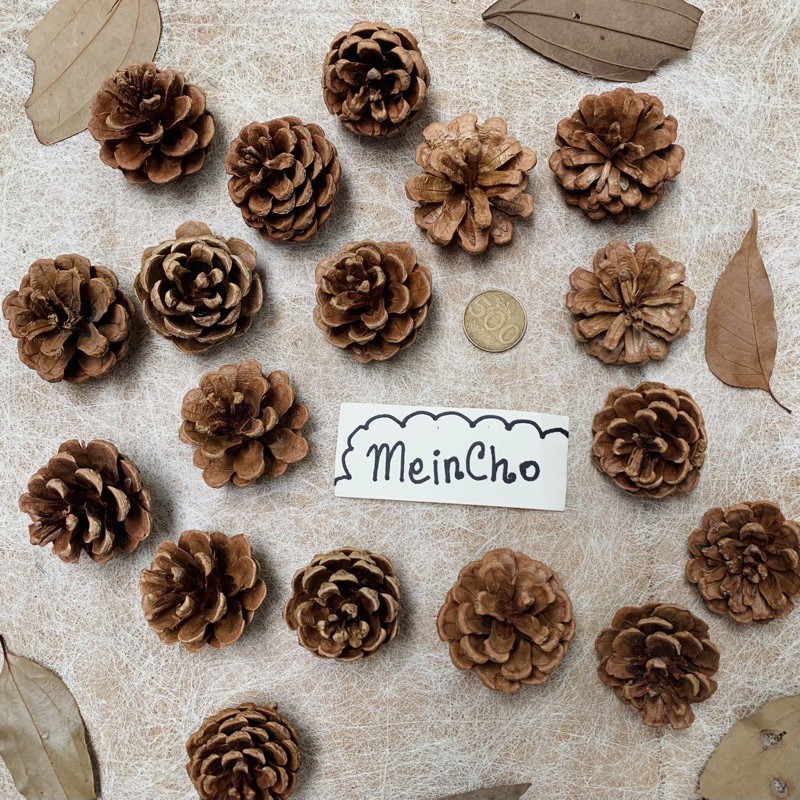 Buah PINUS BULAT BESAR Bunga Pinus Buah Cemara Pine Cone JUMBO Mahar ...